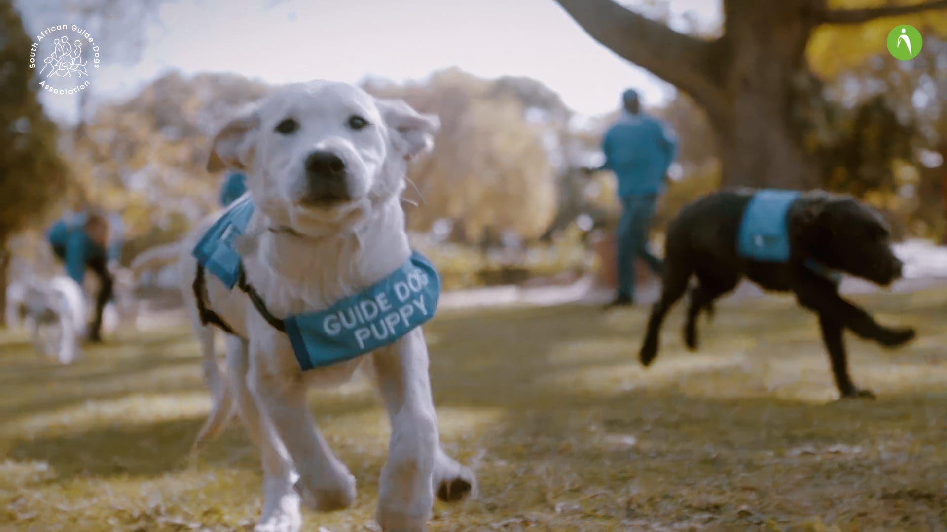 Charity of The Month - SA Guide-Dogs Association for the Blind # ...